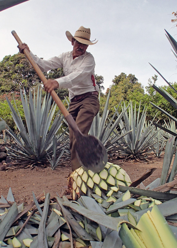 Making Tequila: It begins with the jimador - Steve Coomes